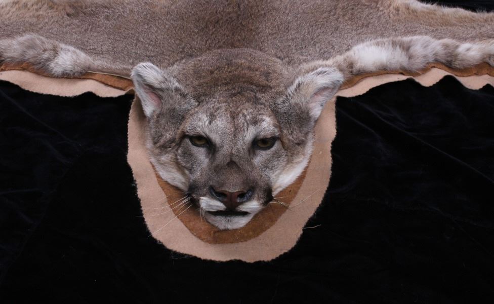 Trophy Montana Mountain Lion Taxidermy Rug Mount