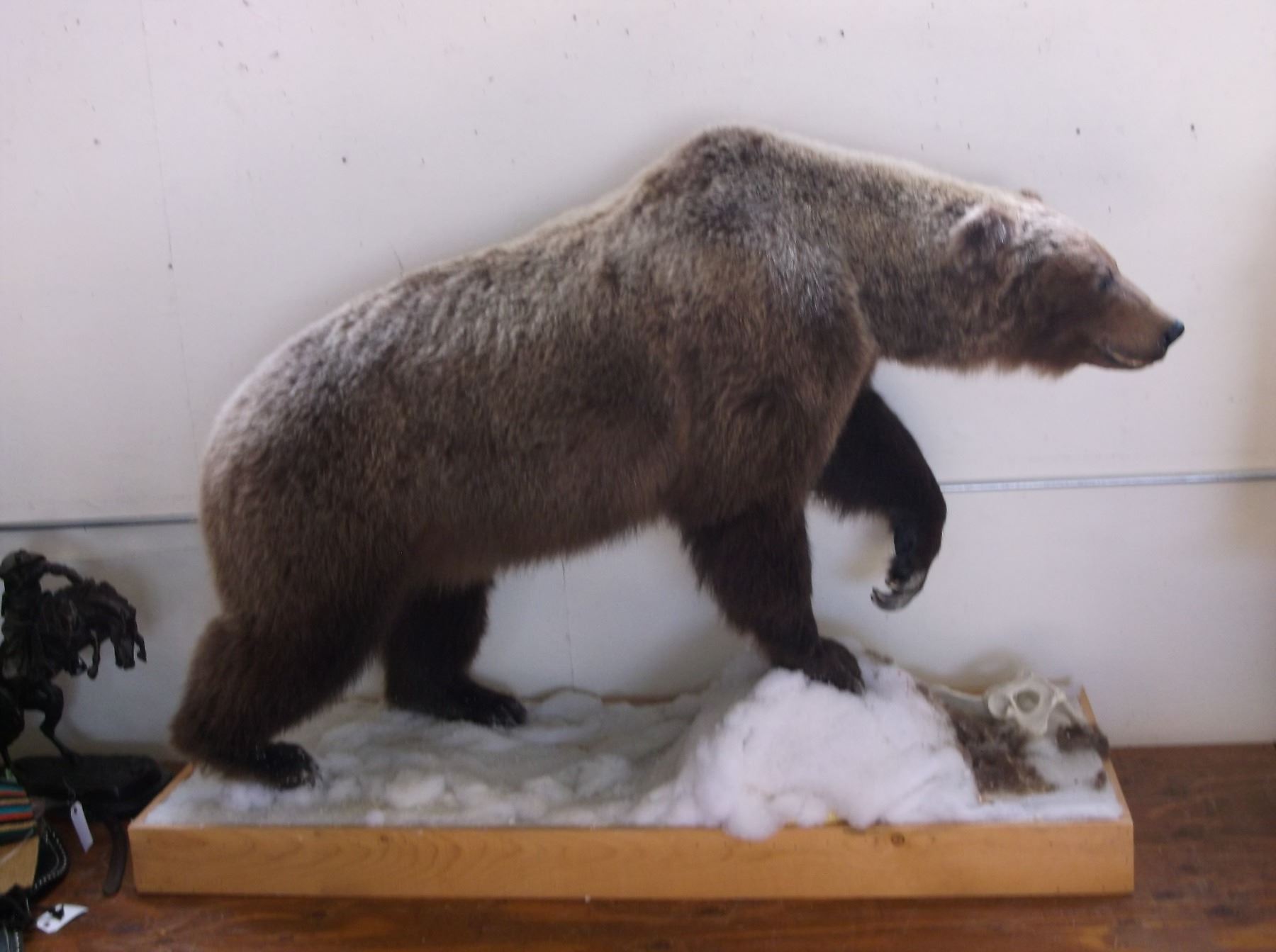 Full Mount Grizzly Bear- Harvested in Northwest Territories in 1997 By ...