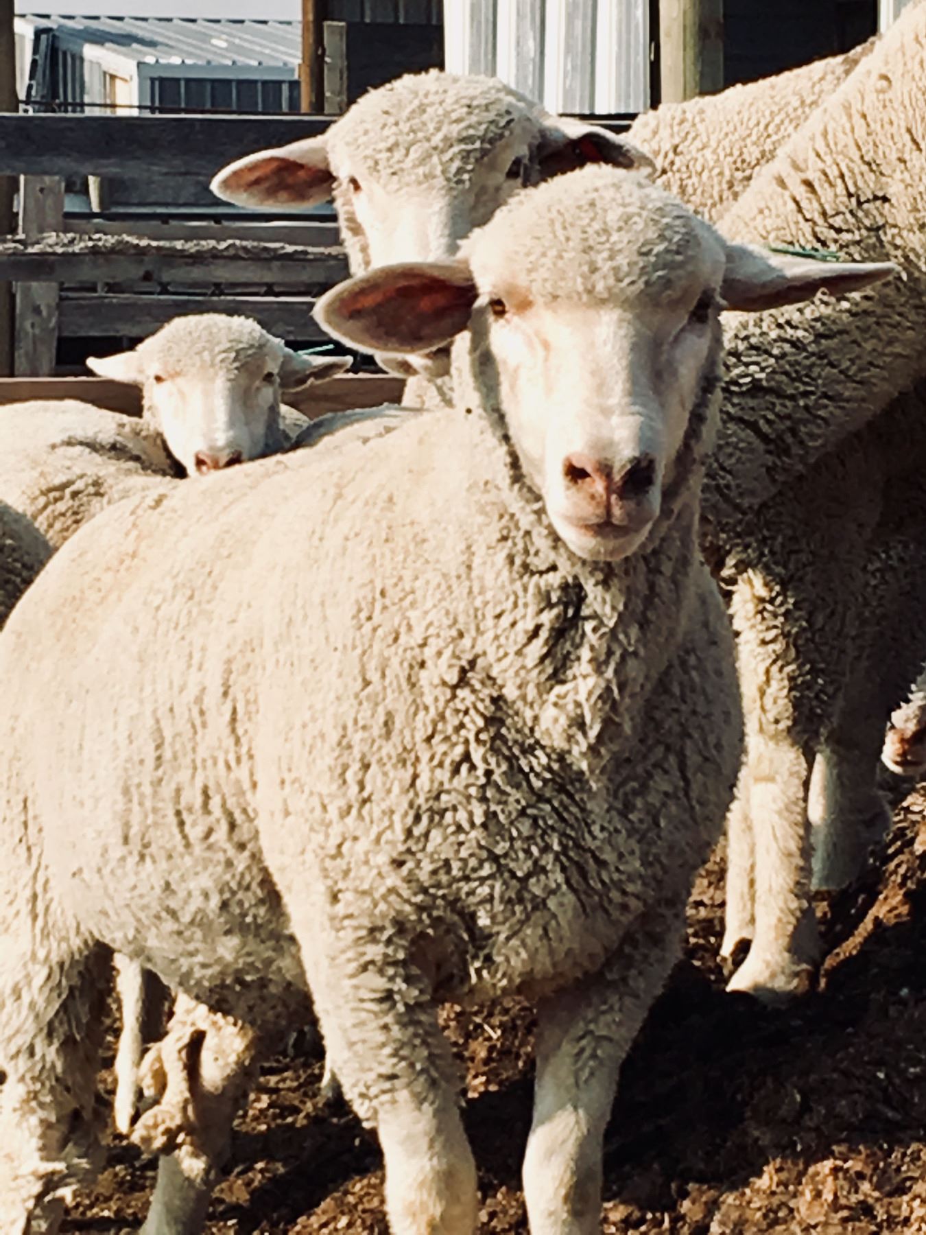 Lot 803 - Montana Sheep Company - 10 head of Targhee Yearling Ewes