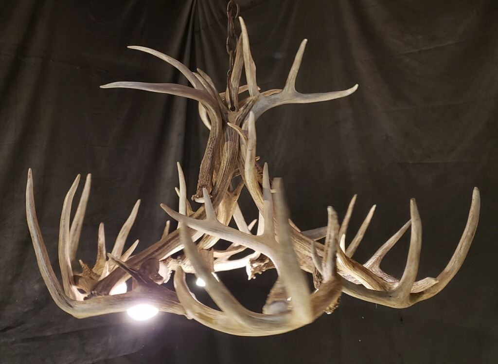 Whitetail Deer Antler Chandelier 34 X 20 High Whitetail Deer Antler Chandelier 34 X 20 High