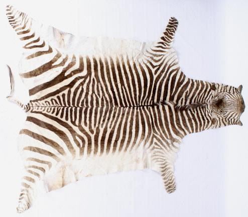 Taxidermy Trophy Zebra Hide Pelt Rug