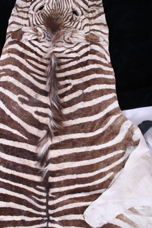 Taxidermy Trophy Zebra Hide Pelt Rug