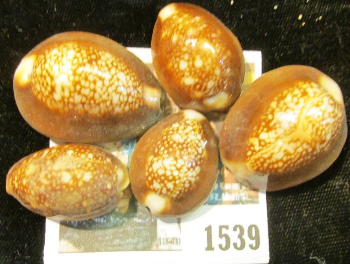 1539 _ Group of Cowrie Shells (Odd & Curious Money) used in the ...