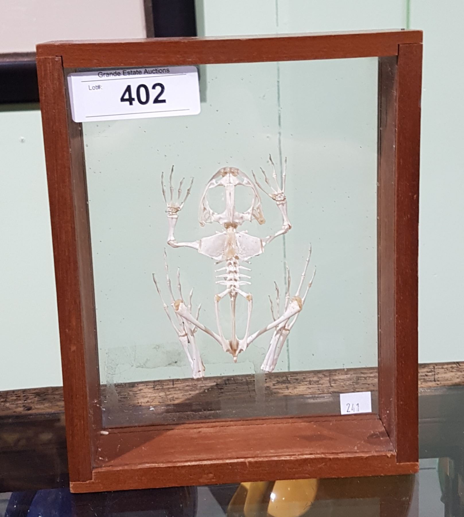 BULLFROG SKELETON IN DISPLAY CASE