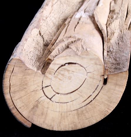 Petrified Ancient Wooly Mammoth Ivory Tusk RARE