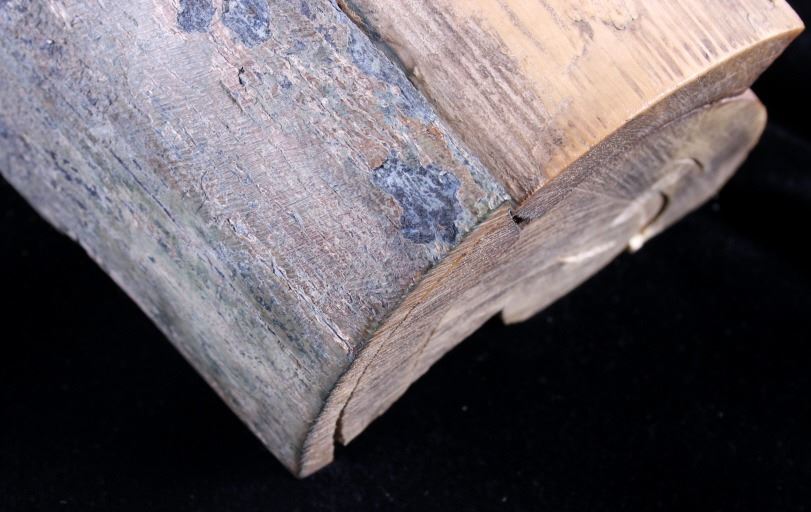 Petrified Ancient Wooly Mammoth Ivory Tusk RARE