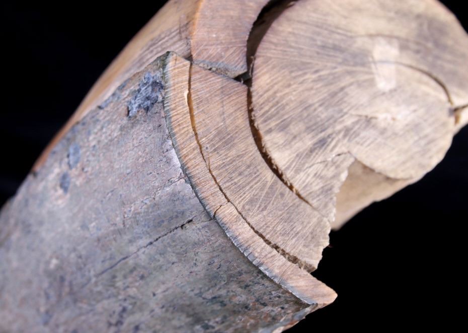 Petrified Ancient Wooly Mammoth Ivory Tusk RARE