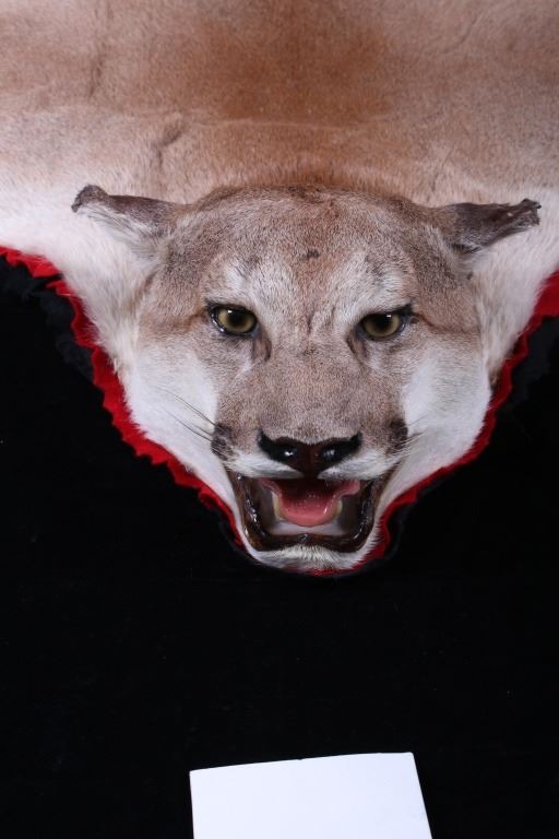 Montana Trophy Mountain Lion Rug Mount