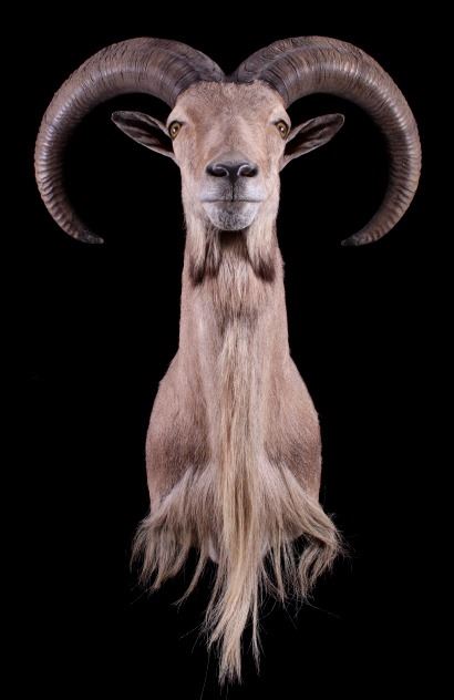 Barbary Aoudad Ram Shoulder Mount