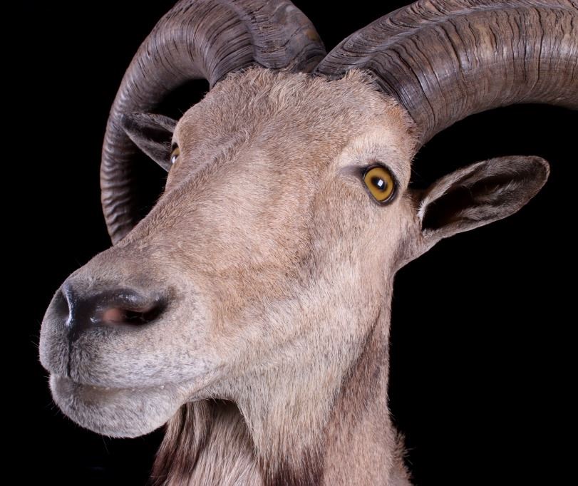 Barbary Aoudad Ram Shoulder Mount