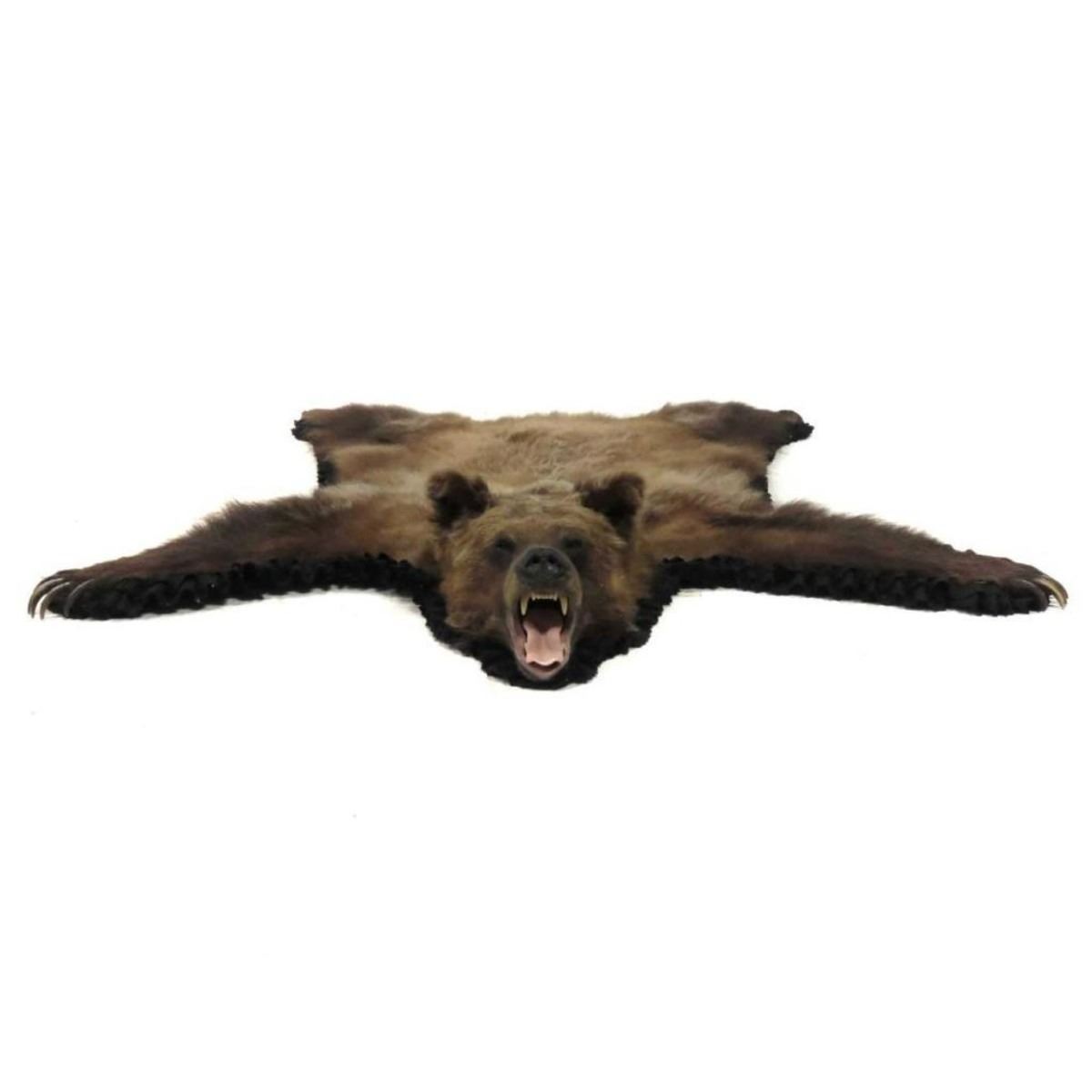 Brown Bear Skin Rug With Head And Claws. 65 X 61"