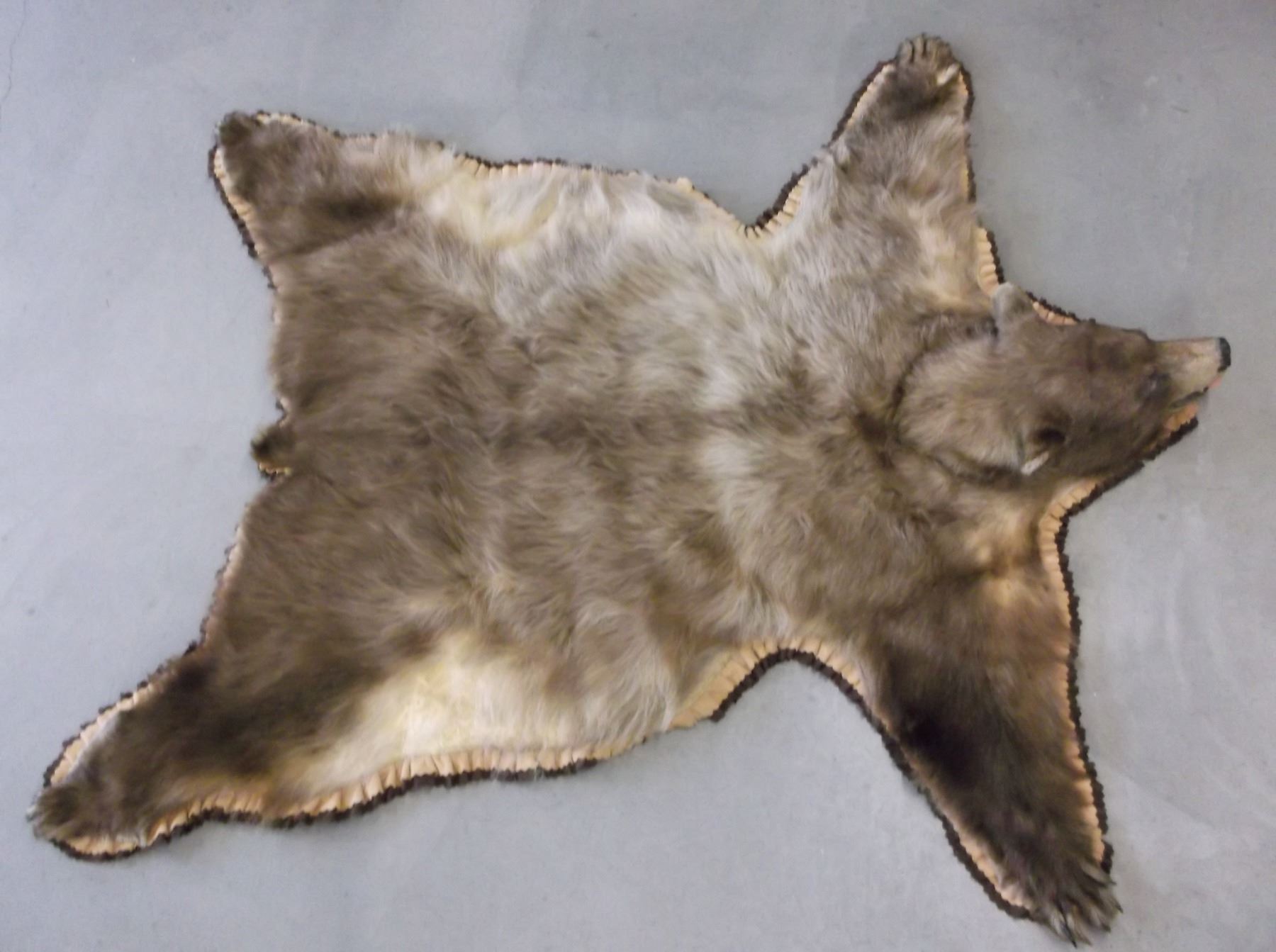 Blonde Bear Double Matted Rug- Nose to Tail 69"- Across Front Legs 72 ...