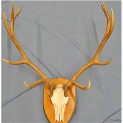 Elk antlers, European mt, 6 pt