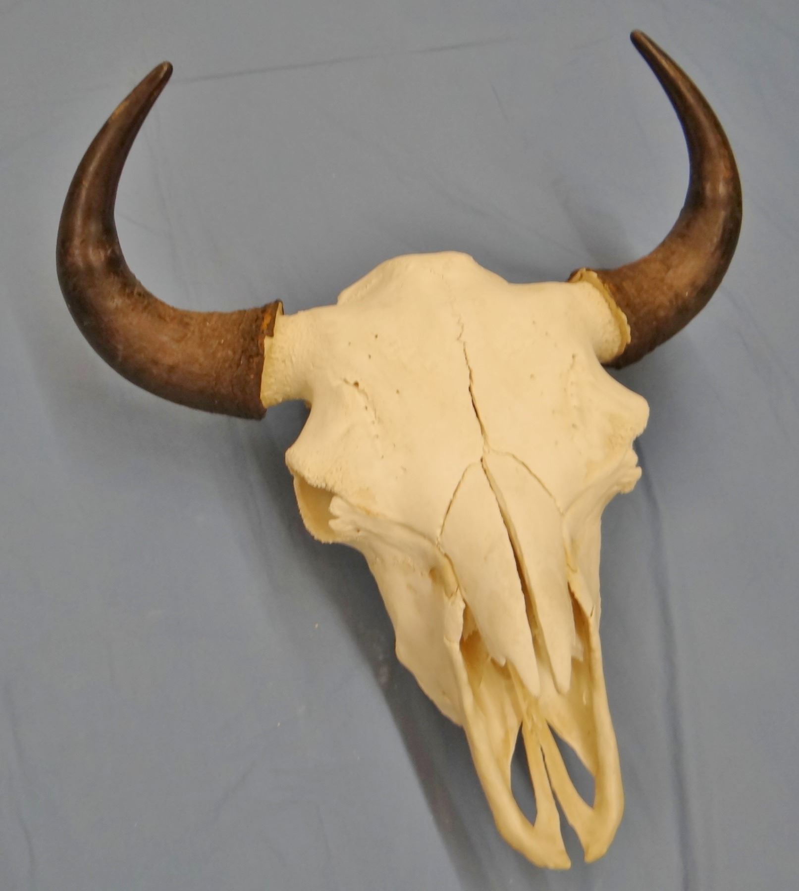 Buffalo skull with horn caps