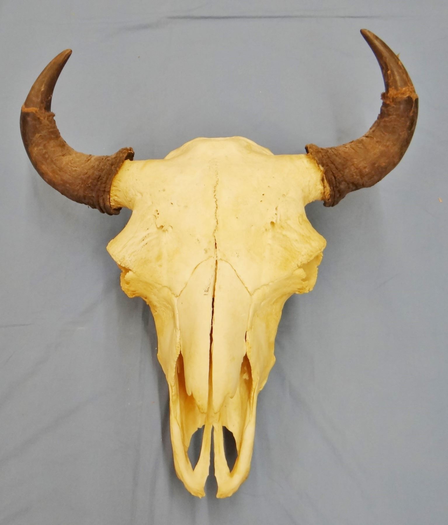 Buffalo skull with horn caps