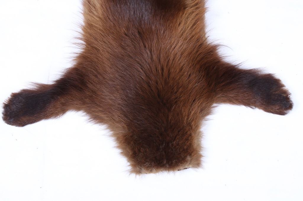 Alaskan Wolverine Pelt