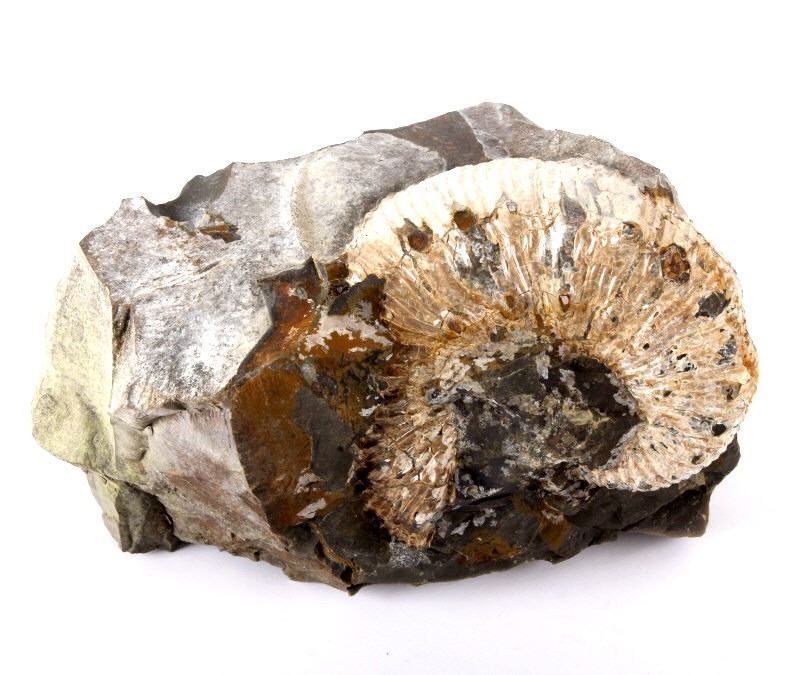 Montana Fossilized Cephalopod Scaphite