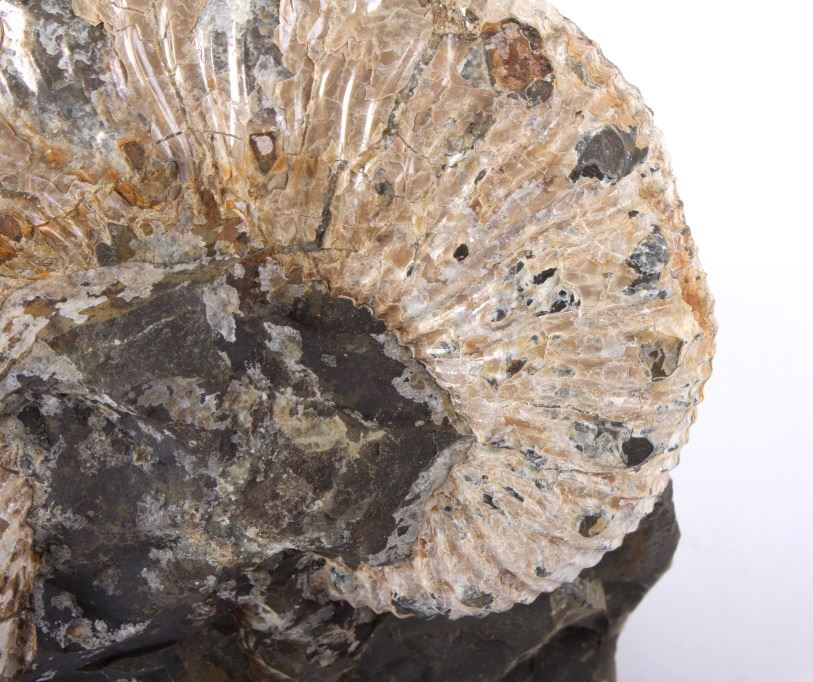 Montana Fossilized Cephalopod Scaphite