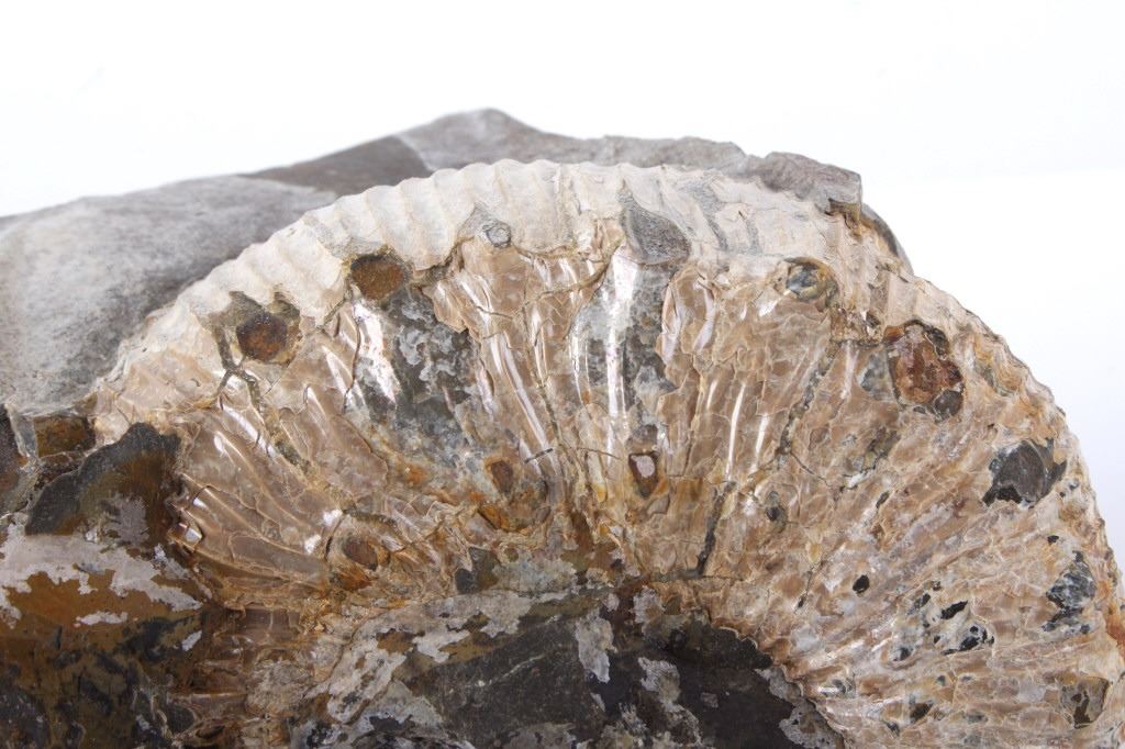 Montana Fossilized Cephalopod Scaphite