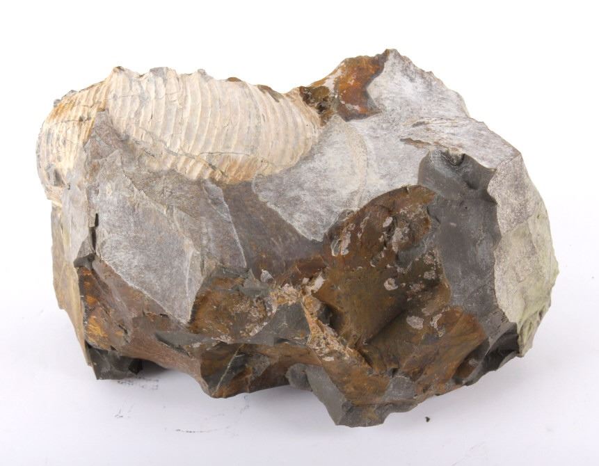 Montana Fossilized Cephalopod Scaphite