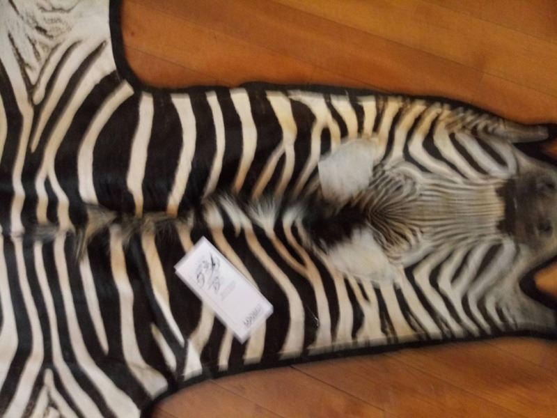 AFRICAN ZEBRA HIDE/RUG EXCEPTIONAL SIZE & GRADE