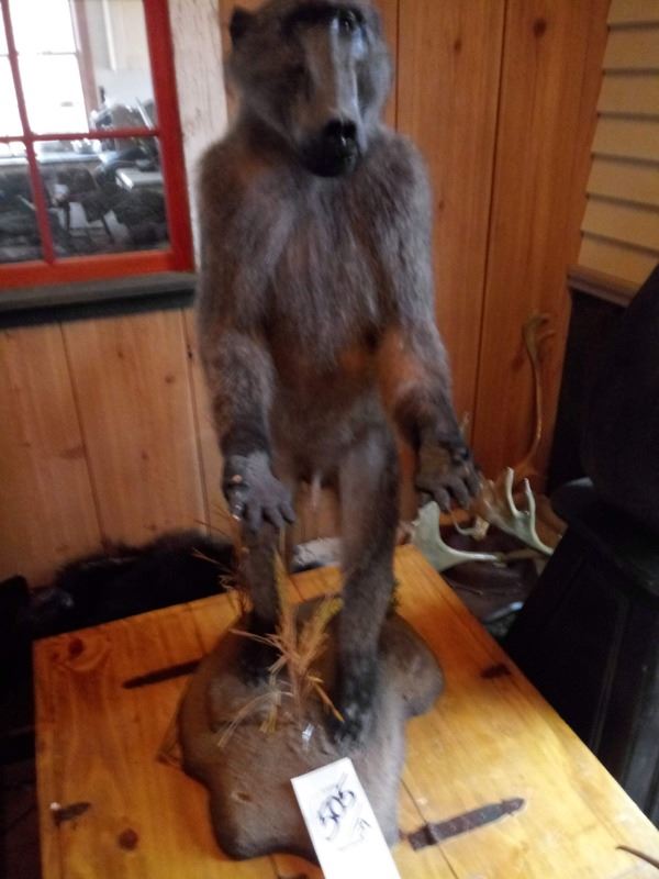 CHACMA BABOON/FULL MOUNT
