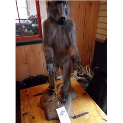 CHACMA BABOON/FULL MOUNT