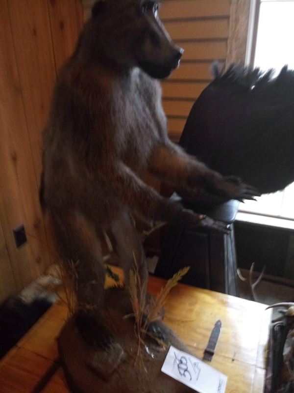 CHACMA BABOON/FULL MOUNT