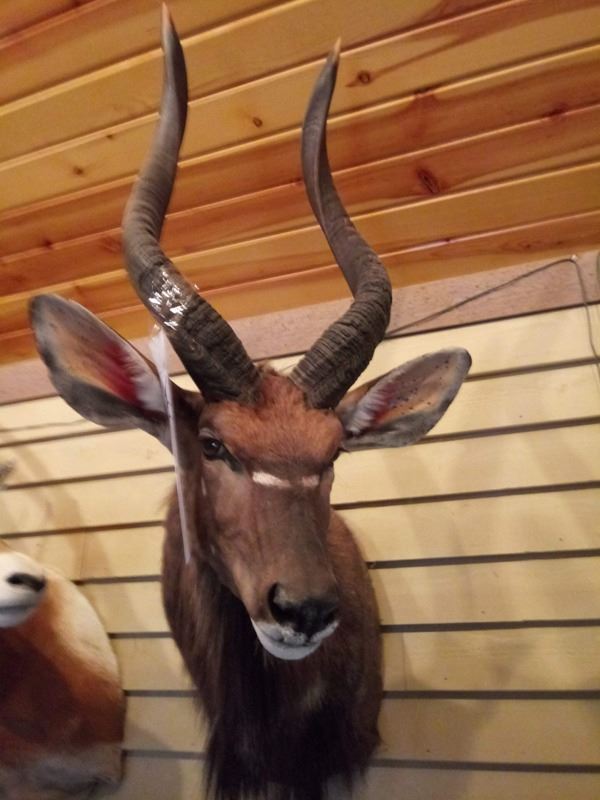 NYALA/SHOULDER MOUNT