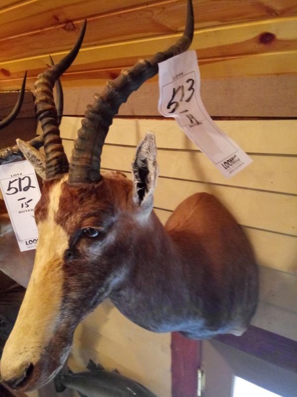BLESBOK OR BLESBUCK/SHOULDER MOUNT