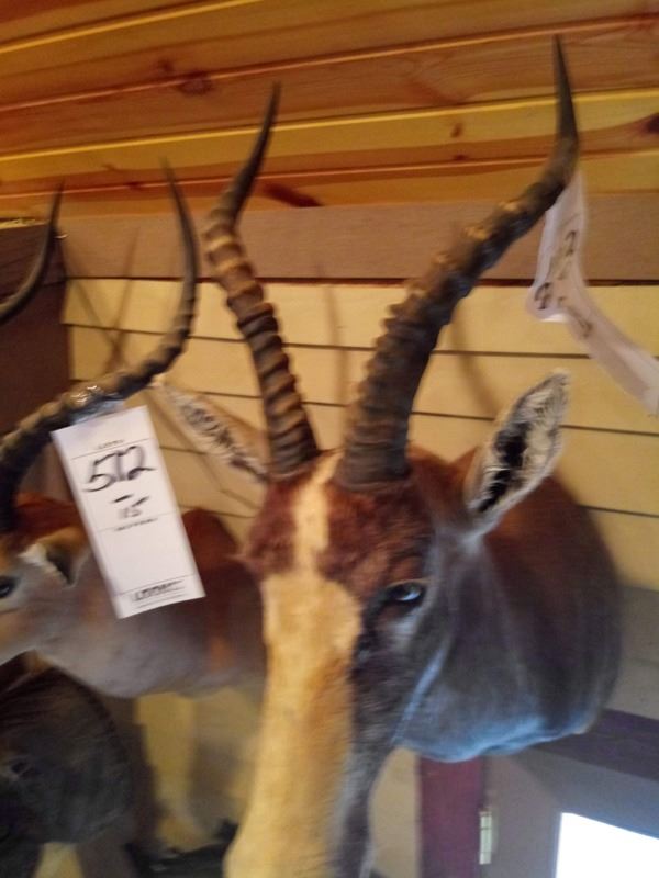 BLESBOK OR BLESBUCK/SHOULDER MOUNT