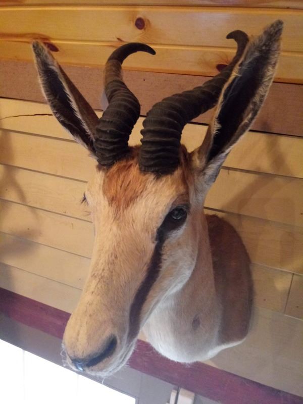 SPRINGBOK OR SPRING BUCK/SHOULDER MOUNT