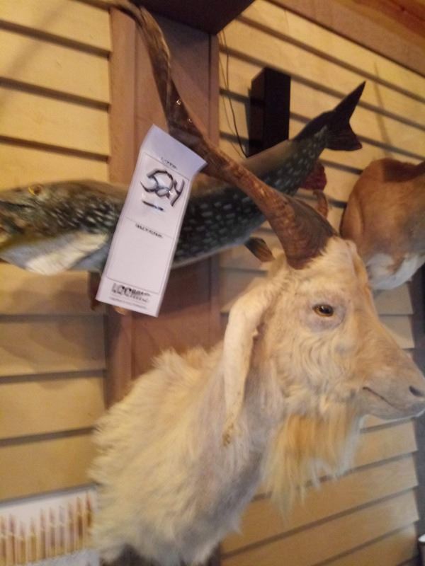 CATALINA HORNED WHITE GOAT/SHOULDER MOUNT