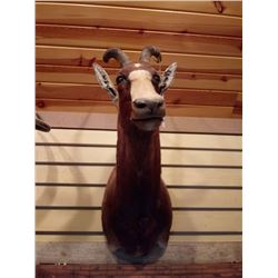 BLESBOK OR BLESBUCK/SHOULDER MOUNT