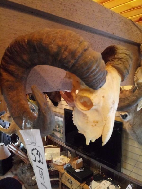 SPIRAL HORNED GOAT/ SKULL MOUNTED