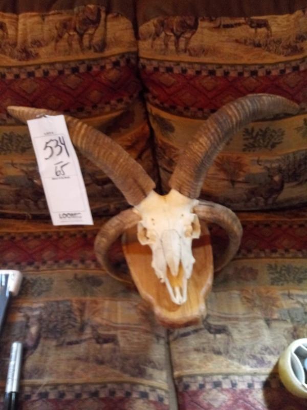 JACOBS 4 HORNED RAM/SKULL MOUNT