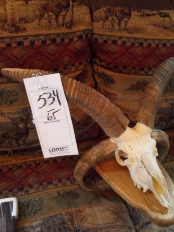 JACOBS 4 HORNED RAM/SKULL MOUNT