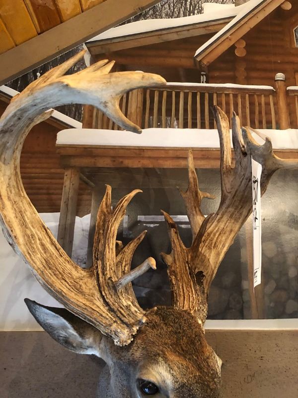 NON TYPICAL WHITETAIL DEER/SHOULDER MOUNT