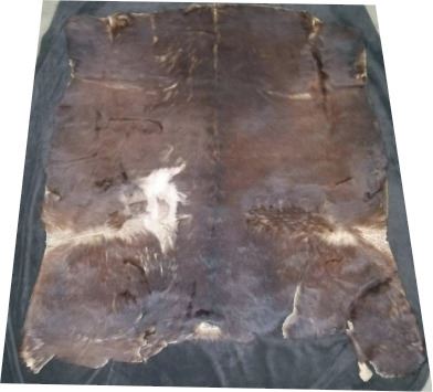 Indian painted bear hide 6' x 5' approximately, Northern Plains