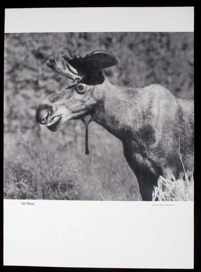 Yellowstone Park Photo Portfolio by Franz Lipp