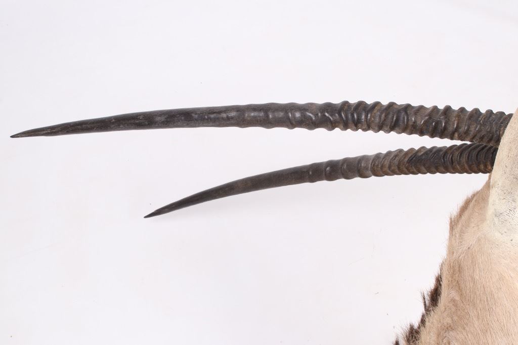New Mexico Trophy Oryx Shoulder Mount