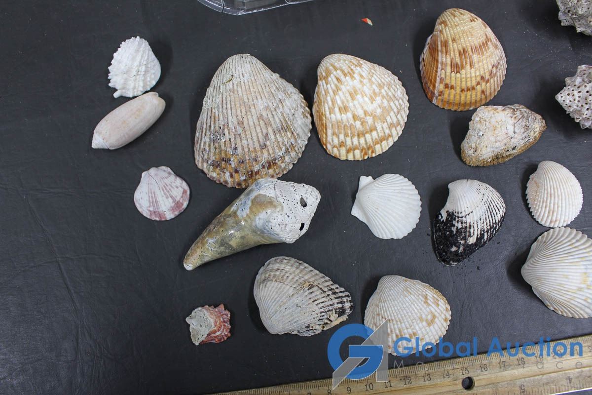 Collection of Shells