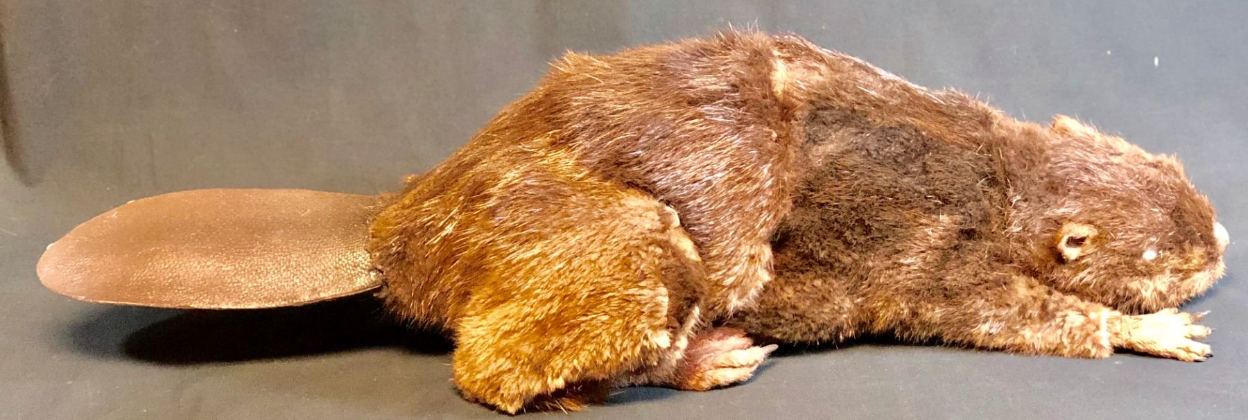 Zombeavers (2014) - Life-Size Zombie Beaver