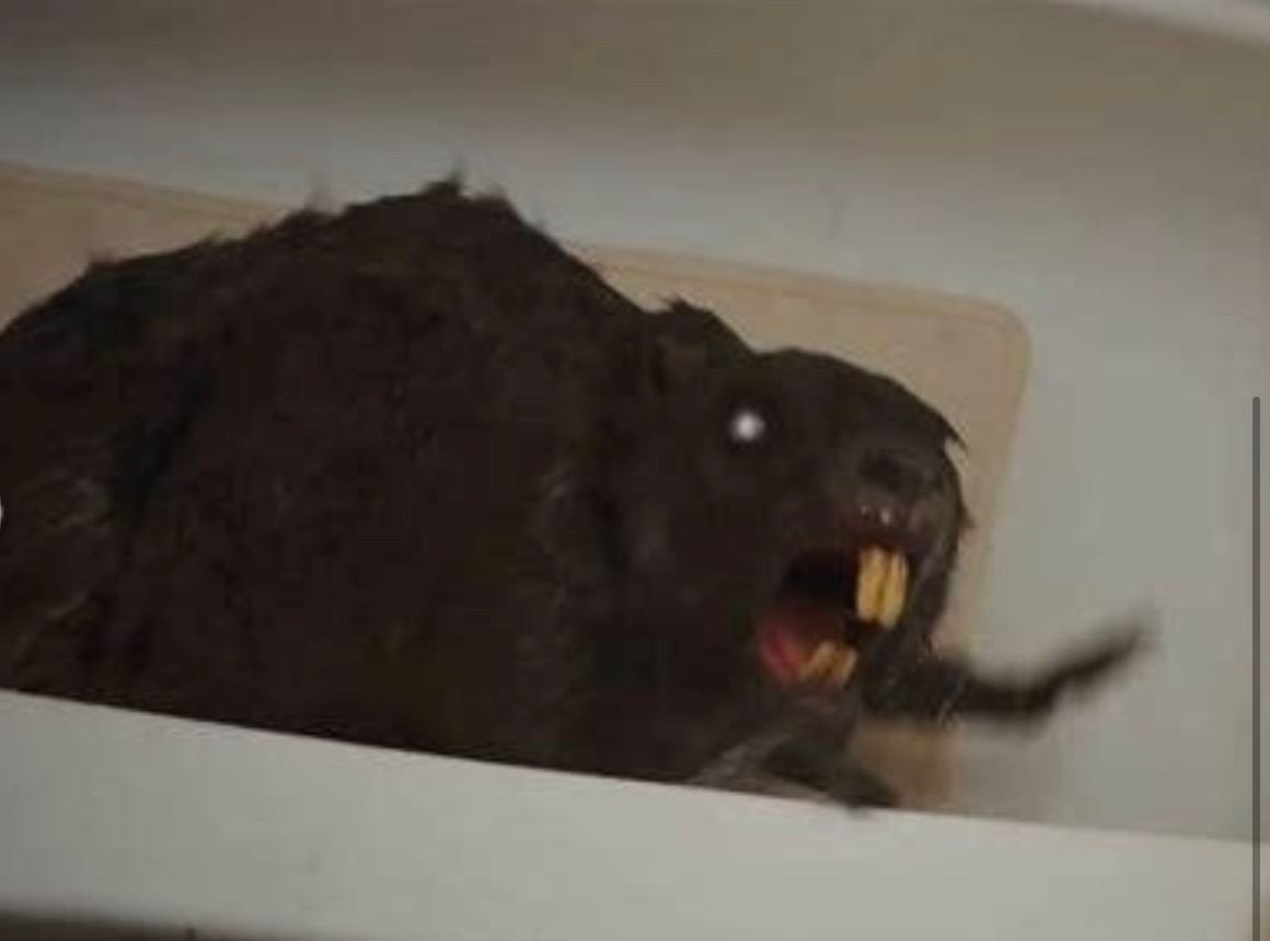Zombeavers (2014) - Life-Size Zombie Beaver