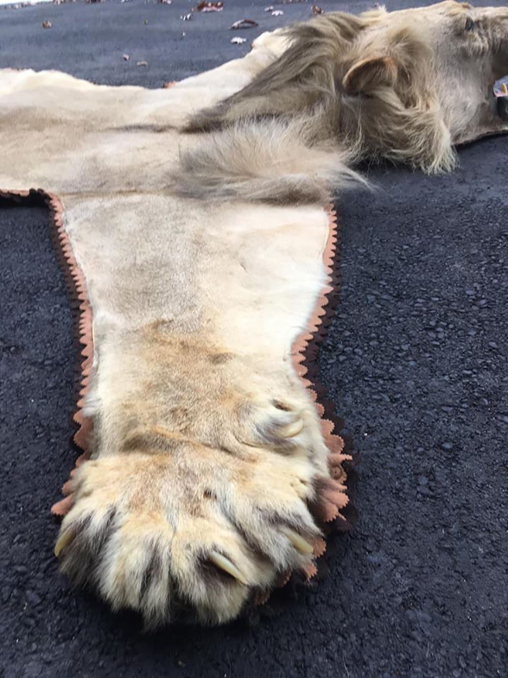 Vintage Male African Lion Skin Rug Taxidermy