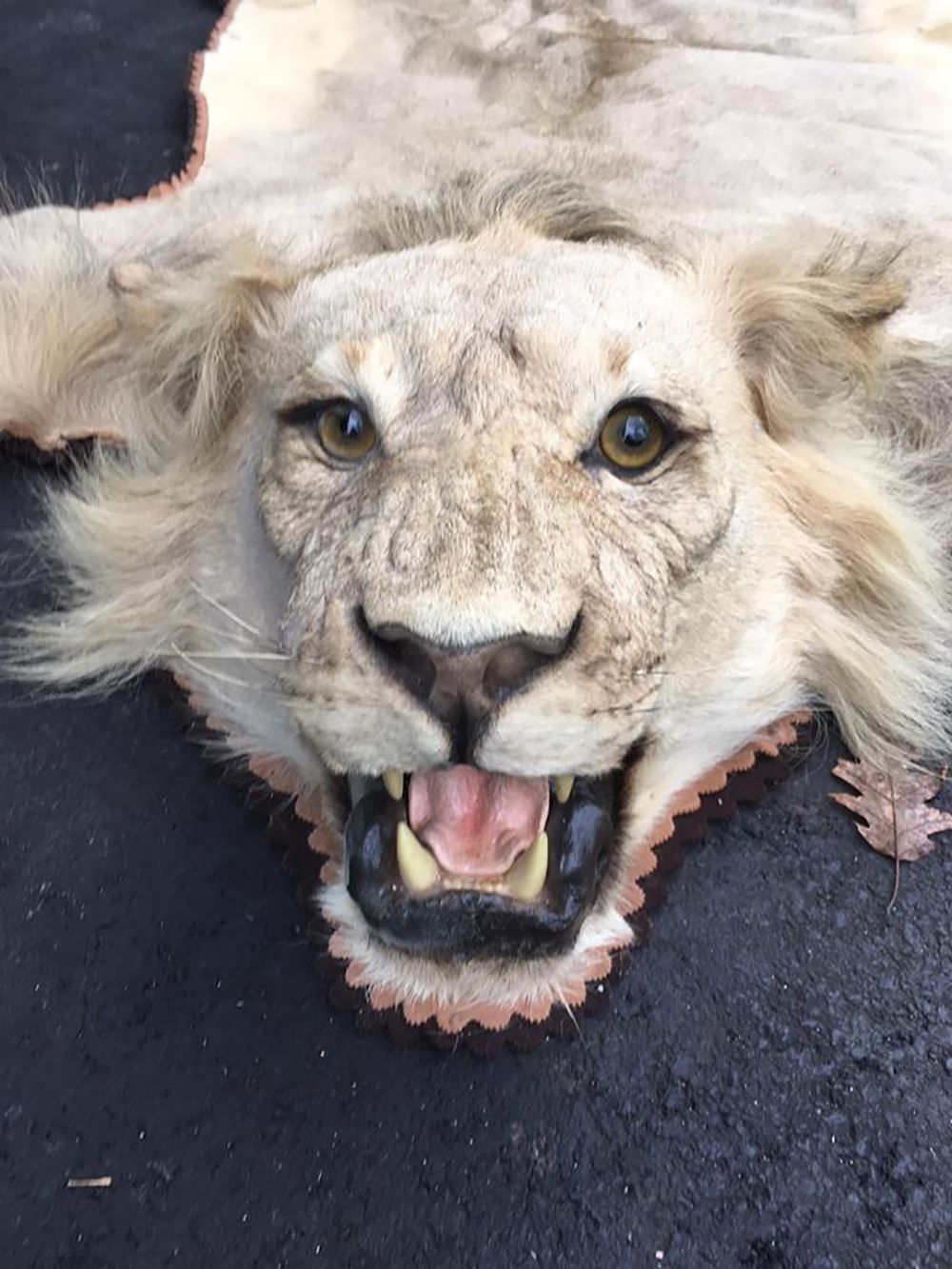 Vintage Male African Lion Skin Rug Taxidermy