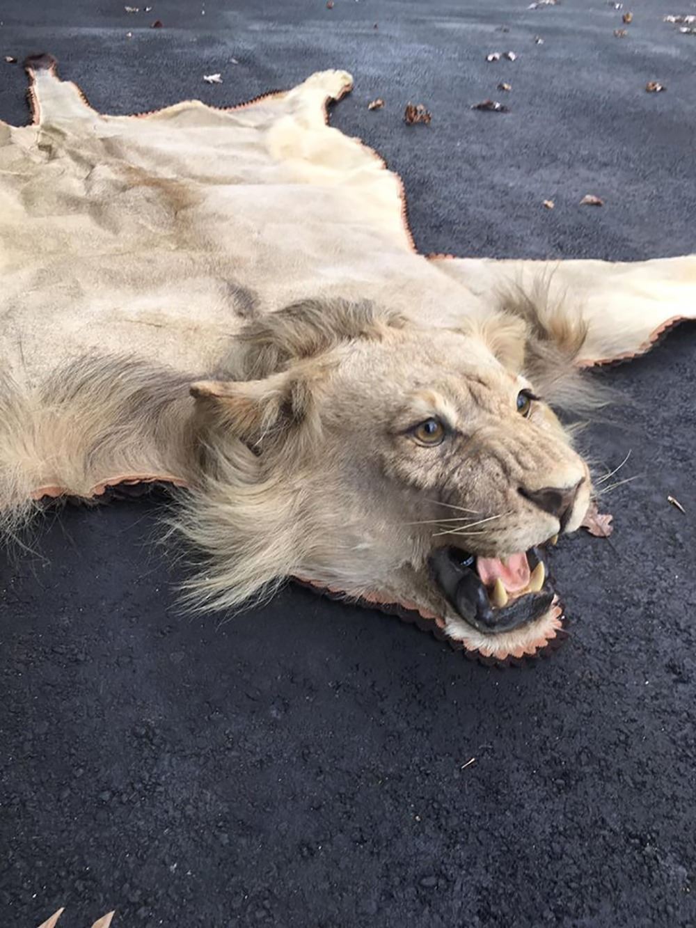 Vintage Male African Lion Skin Rug Taxidermy