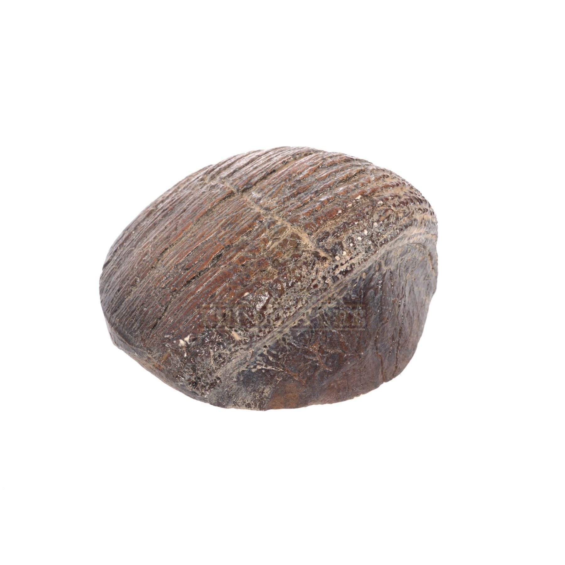 Jurassic Park - Triceratops Toenail - III222