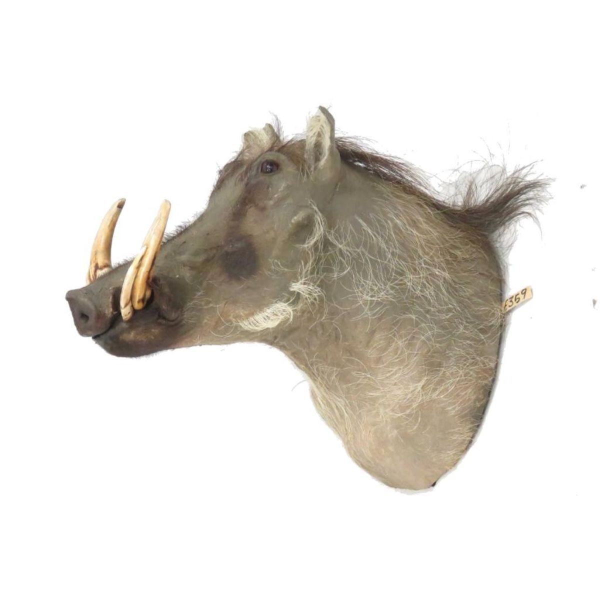Warthog Head Trophy Mount