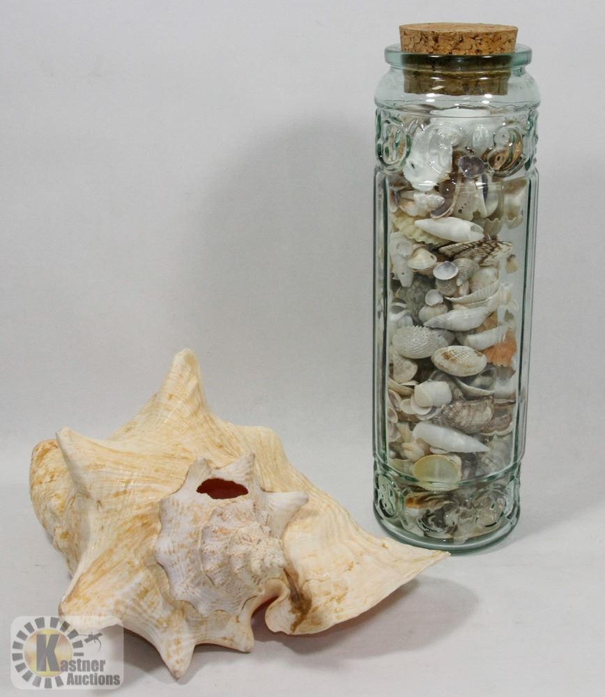 LARGE CONCH WITH JAR OF SEA SHELLS.